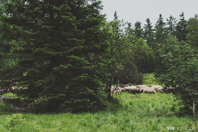 Que faire en Forêt-Noire? Un road trip aventure et nature